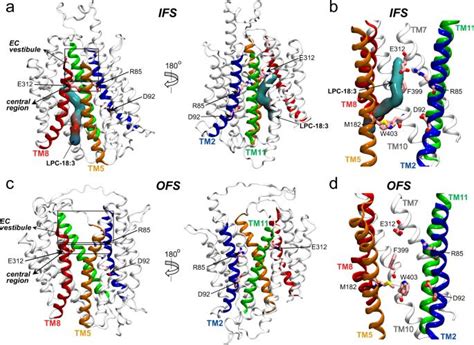 George Khelashvili On Linkedin Substrate Binding Induced Conformational Transitions In The