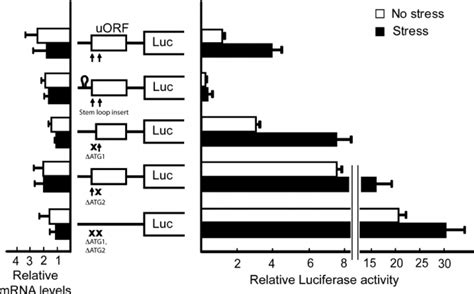 UORF Is Inhibitory To CHOP Translation The Illustrated Wild Type And