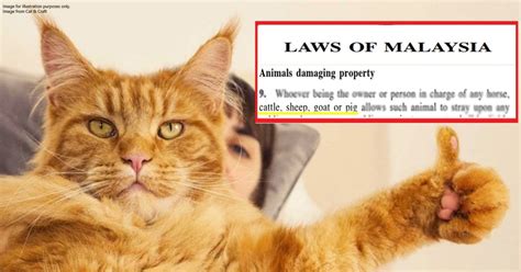 Animal Welfare Act 2015 Malaysia Leah Rampling