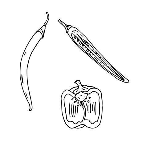 Pepper Cut Sketch Drawing Simple Easy 12909026 Vector Art At Vecteezy
