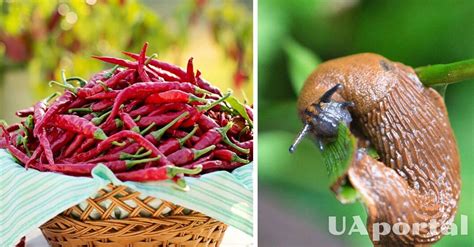 Як позбутися слимаків на городі дієві методи для відлякування слимаків