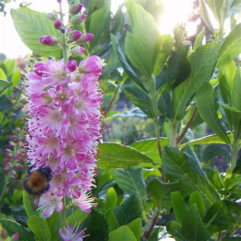 Clethra Ruby Spice J Parker Dutch Bulbs