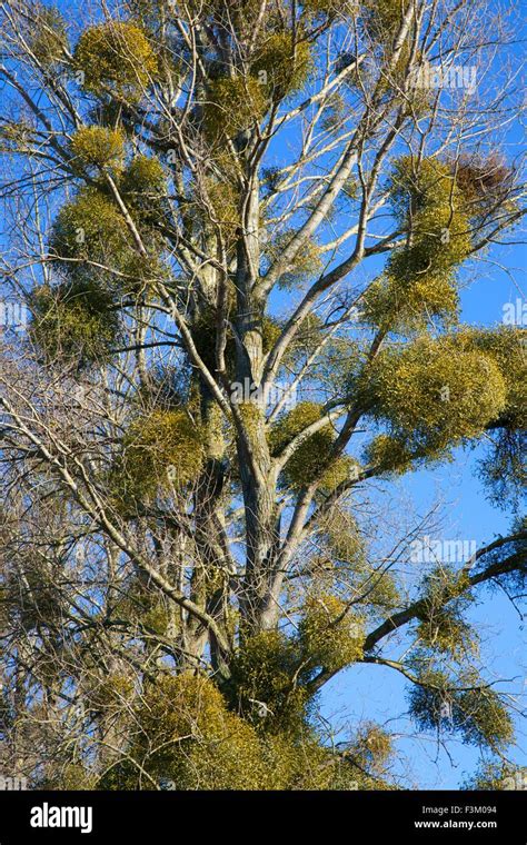 Mistletoe Plant Hi Res Stock Photography And Images Alamy