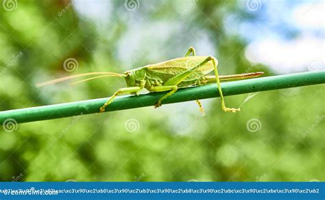 Green Grasshopper In The Garden Macro Color Stock Image Image Of Green Grasshopper In The Garden Macro Color Stock Image Image Of