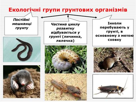 Грунтове середовище життя Пристосування організмів до життя у грунті презентация онлайн