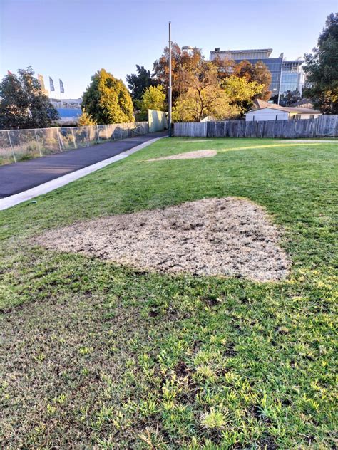 This Is The Radiated Tortoise From Madagascar It Has A Unique High