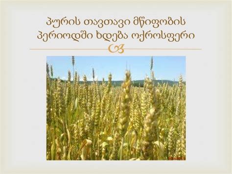 პურის ყანა
