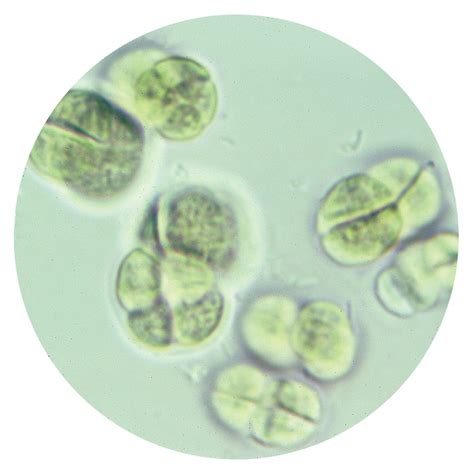 Eucapsis Living Ayva Carolina