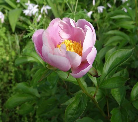 シャクヤク芍薬 ボタン科 おじじの庭いじり
