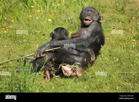 Bonobo Pan Paniscus Prone Two Adult Juvenile Rear Turn View