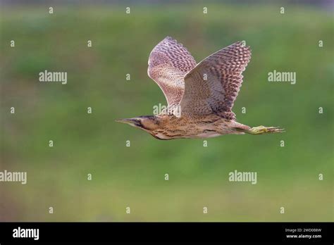 Eurasian Bittern Great Bittern Botaurus Stellaris In Flight Side