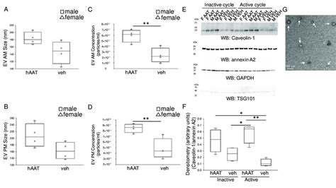 characterization of urinary evs from haat and vehicle treated db db