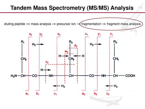 Ppt Protein Identification And Peptide Sequencing By Liquid