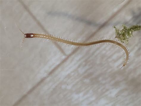 ムカデ なっとく虫