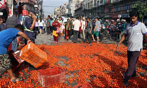 भारतीय गोलभेँडा ४५ रूपैयाँमा ब्रिकी हुँदा स्वदेशी गोलभेँडाले मूल्य पाएन
