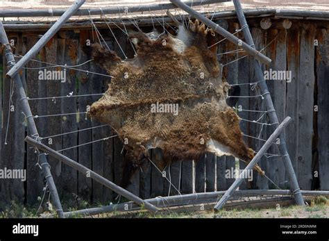 Bear Hide Is Stretched On A Wooden Frame Outside Of A Cabin In New Mexico Fur Hide Faces The