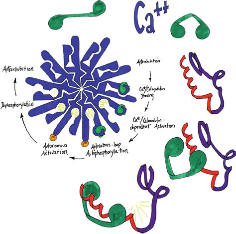 Ca 2 ϩ Calmodulin Dependent Kinase Activation Clockwise From Top