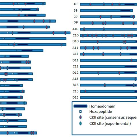 Potential Casein Kinase 2 Ck2 Sites In Human Hox Proteins Based On