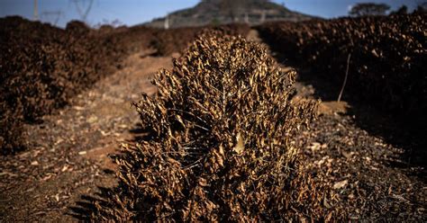 El cambio climático puede cambiar la alimentación del mundo Esto dice Ingredion México El