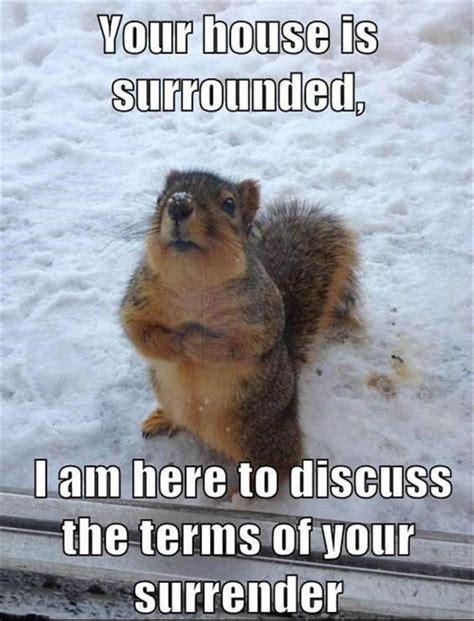 Squirrel Memes Artofit