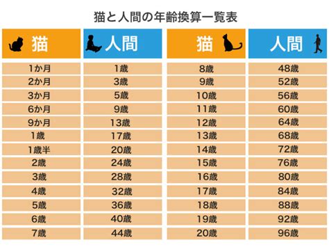 【獣医師執筆】猫の健康診断ではなにをする？費用や受ける頻度 Nademo ペットメディア【nademo なでも 】