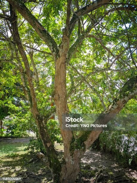Pohon Besar Dengan Banyak Batang Dan Daun Lebat Sinar Matahari Masuk