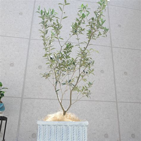 オリーブ・セントキャサリン 005 鉢植え（アンティークホワイト） 観葉植物と植木鉢の専門店cocolate