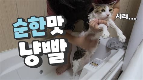 삼계탕 국물 덮어쓴 고양이 씻기기 순한맛 Ver Youtube