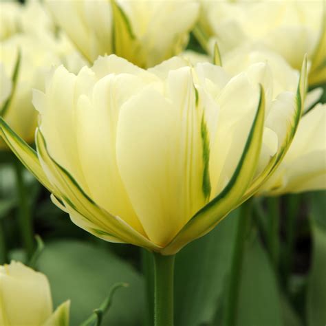 Buy Tulipa Exotic Emperor Double Early Tulip Tulipa Exotic Emperor