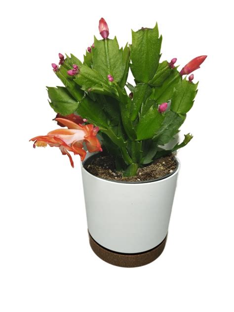 Grudnik Kaktus Bożonarodzeniowy Szlumbergera MIX 12968412809