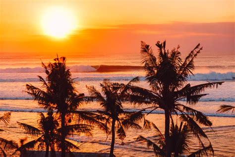 Warme Zonsondergang Met Grote Oceaangolven En Kokospalm Stock