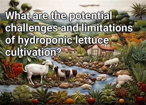 What Are The Potential Challenges And Limitations Of Hydroponic Lettuce