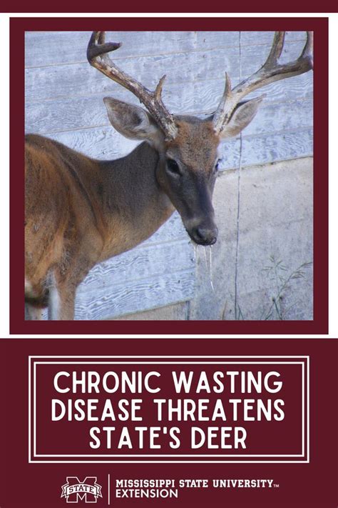 Chronic Wasting Disease Threatens States Deer Deer Whitetail Deer