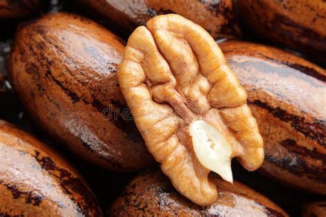 Pecan Halve Stock Image Image Of Pecan Snack Tree Shell 4050639