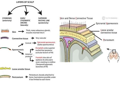 Anatomy Of Scalp By Dr Saeed Ben Aqeel PPT