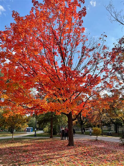 Spectacular Bright Orange Tree Draws Crowds In Toronto Park