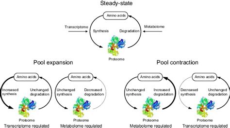 States Of Protein Turnover Steady State Protein Synthesis Equaling