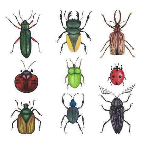 Premium Photo Set Realistic Beetles Insect Isolated On White Background Watercolor Hand Drawn