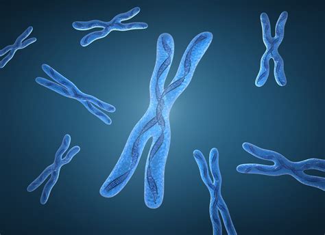 X Chromosome