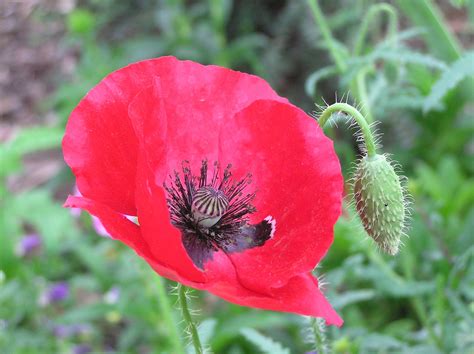 Remembrance Daypoppyflowerredwar Free Image From