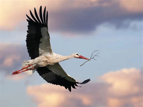 Do Birds Have Hollow Bones All You Need To Know Birdfact