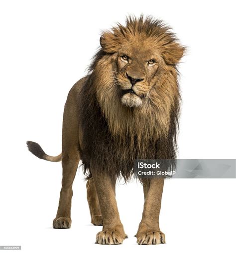 Lion 입석 루킹 유클리드의 카메라 Panthera 사자자리 10 Years 사자에 대한 스톡 사진 및 기타 이미지 사자