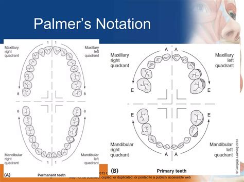 Palmer Notation Fdi Pptx Dental Health Diseases And Conditions