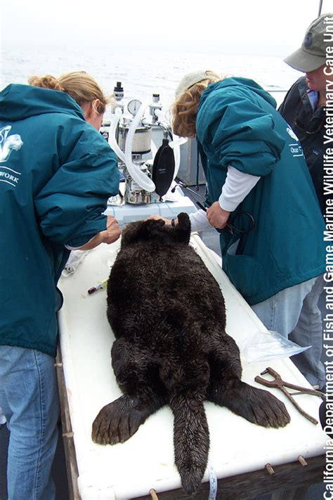 Sea Otter Population Dynamics