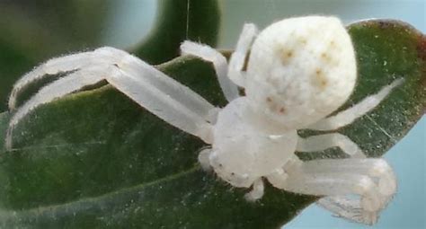White Crab Spider Mecaphesa Bugguide Net