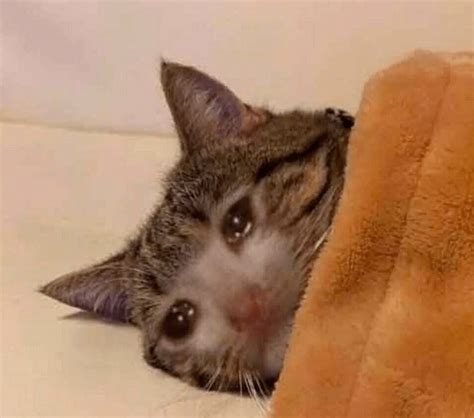 Crying Cat Meme Explained Meaning Origin And Free 20 Crying Cat