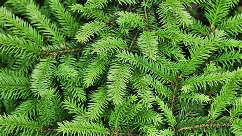 Free Photo Pine Tree Texture Bark Detail Lichen Free Download