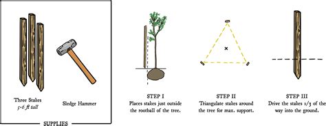 Russell Tree Experts — How And When To Stake A Tree
