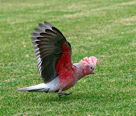Galah Eolophus Roseicapilla Exotic Birds