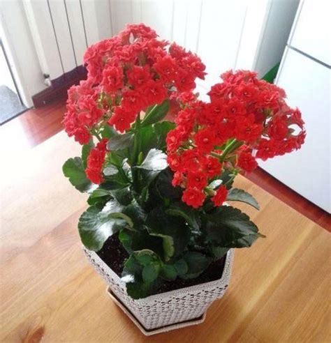 给长寿花吃几根“香蕉”，轻松开爆盆！开花